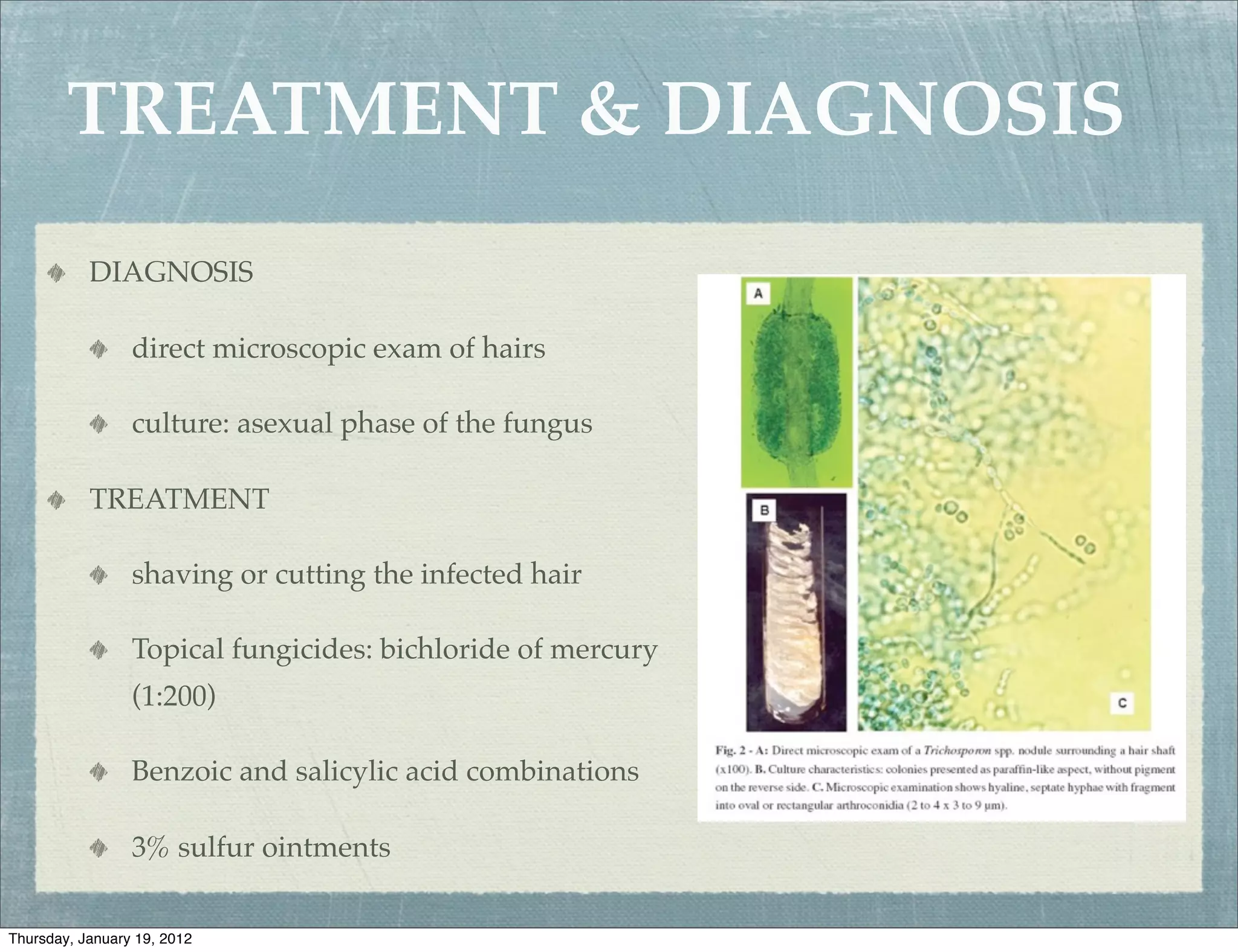 Superficial:cutaneous mycoses | PDF