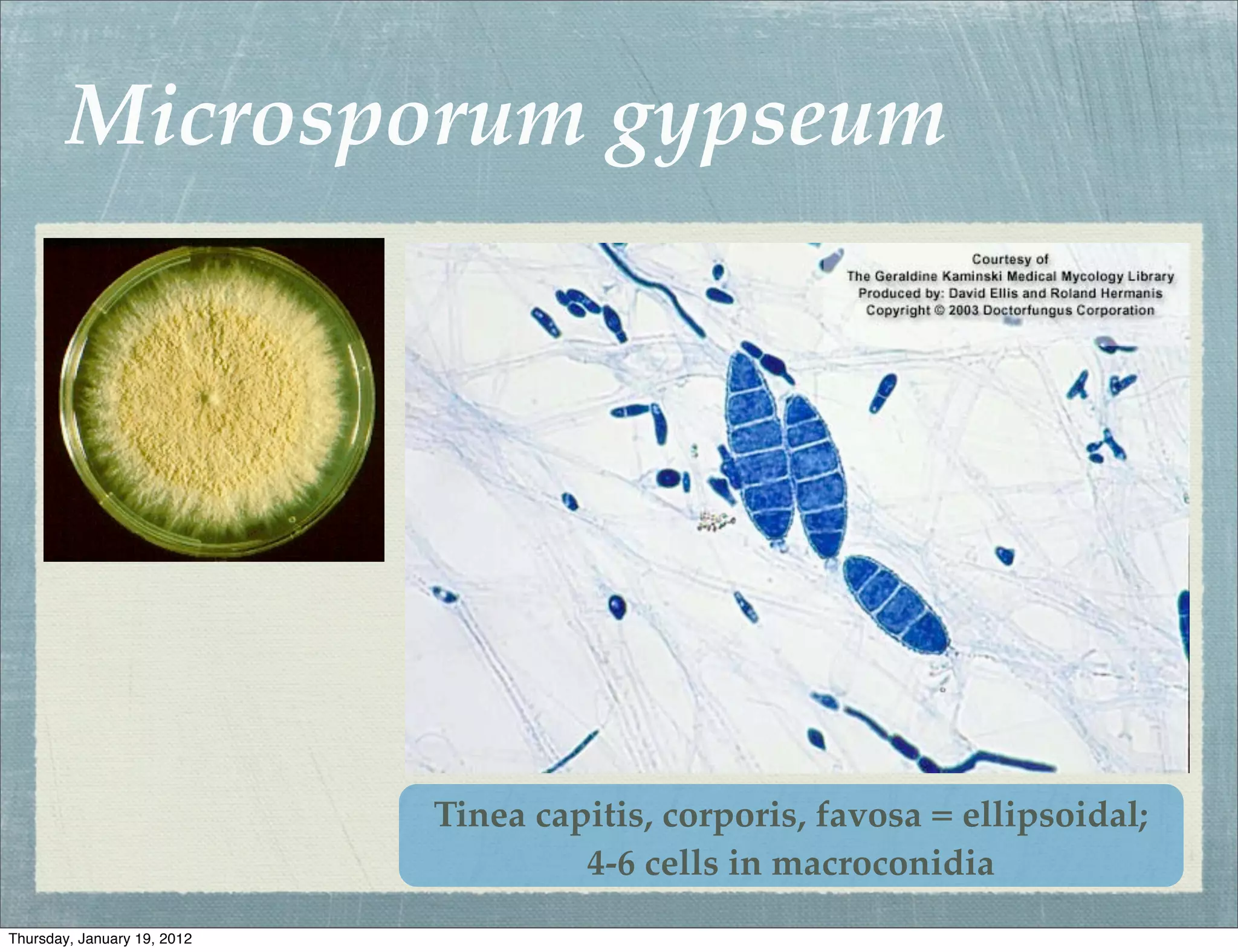 Superficial:cutaneous mycoses | PDF