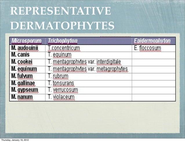 Superficial:cutaneous mycoses | PDF | Skin and Dermatology | Diseases ...