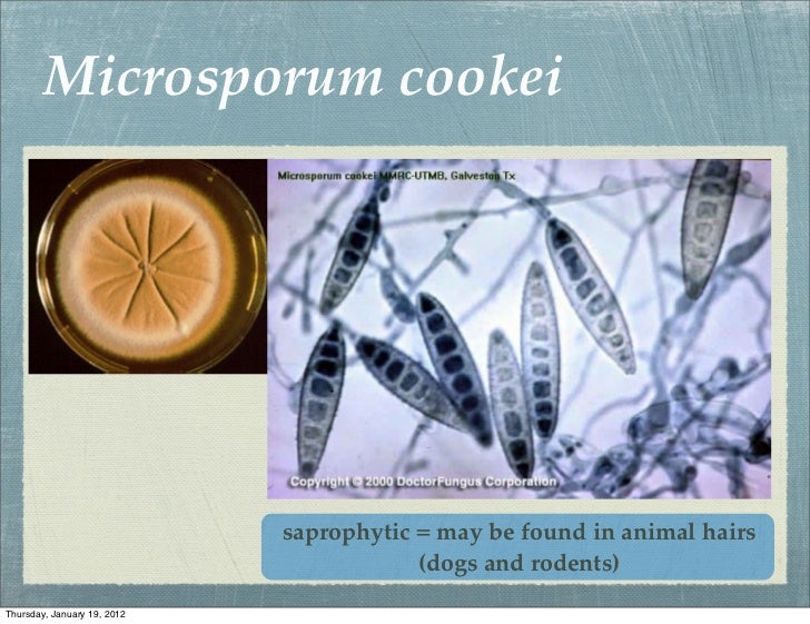 Superficial:cutaneous mycoses