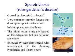 Superficial & cutaneous mycoses | PPT