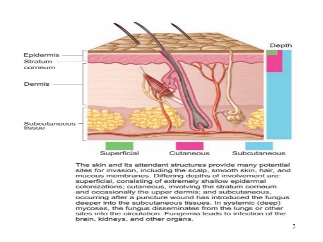 Superficial & cutaneous mycoses