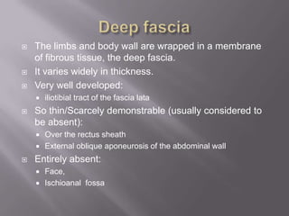 Superficial & deep fascia | PPTX