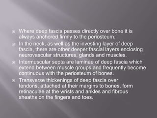 Superficial & deep fascia | PPTX