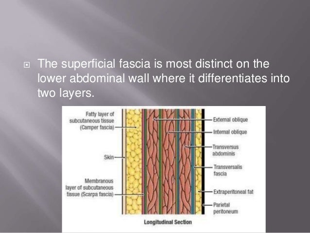 Superficial & deep fascia