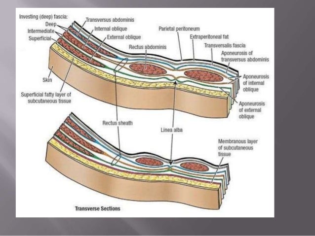 Superficial & deep fascia