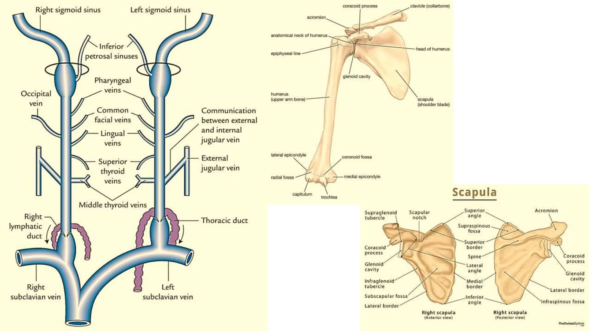 Superficial & Deep Fascia of the NECK.pptx