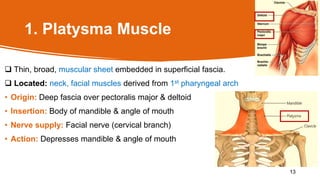 Superficial & Deep Fascia of the NECK.pptx