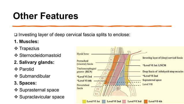 Superficial & Deep Fascia of the NECK.pptx