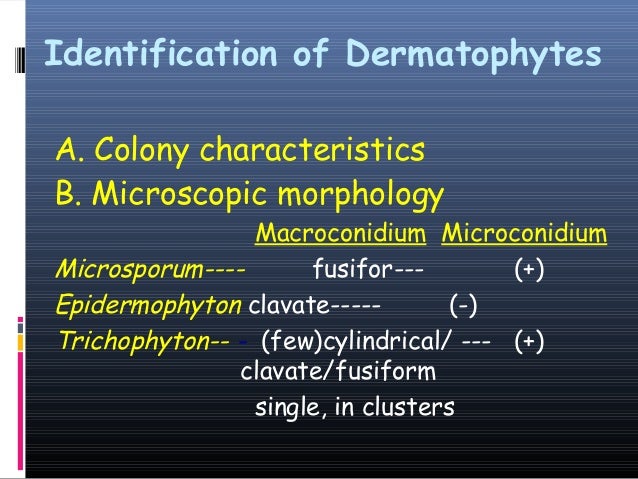 Superficial & dermatophyte 2