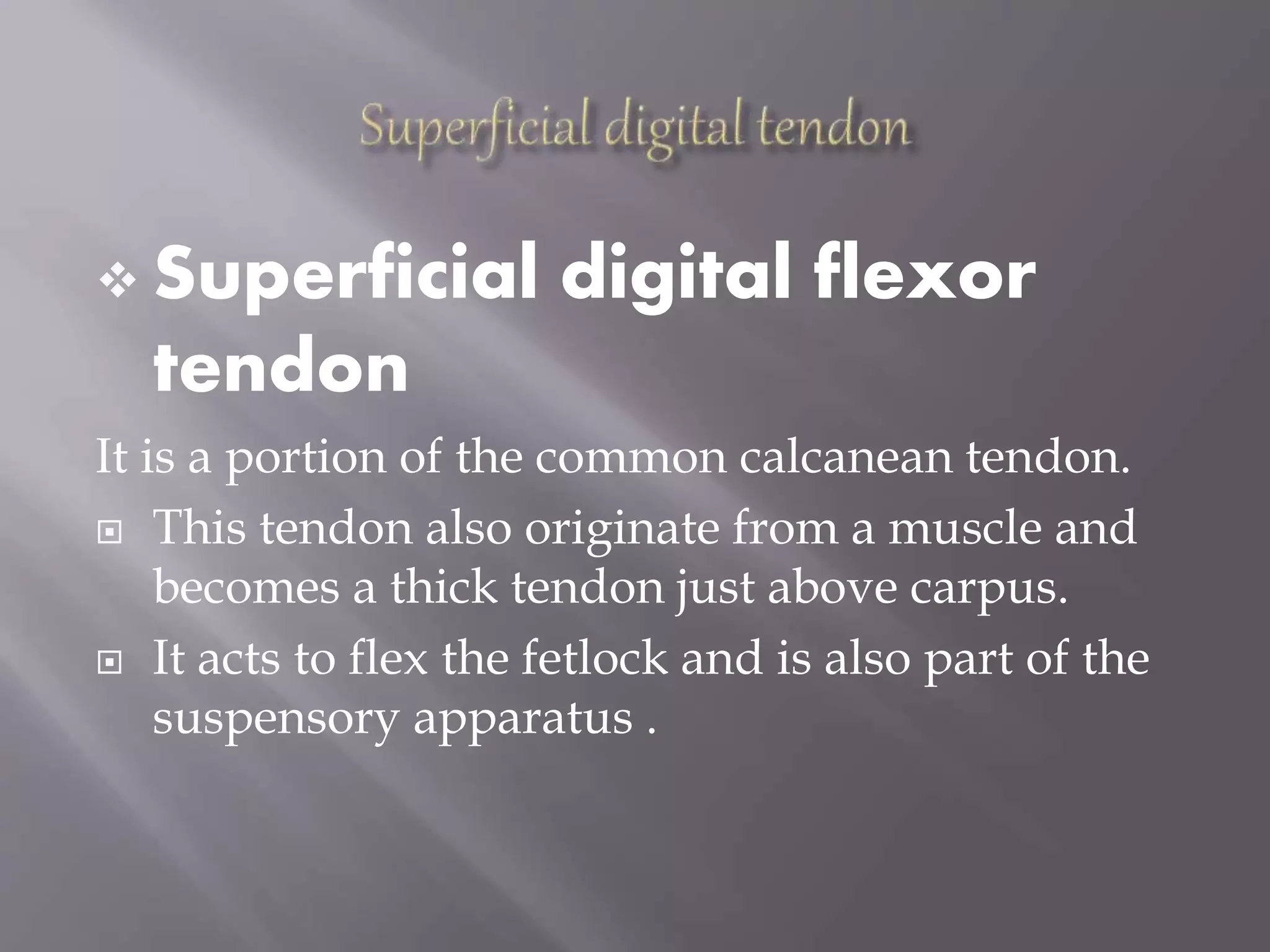Superficial digital tendon in equines | PPTX