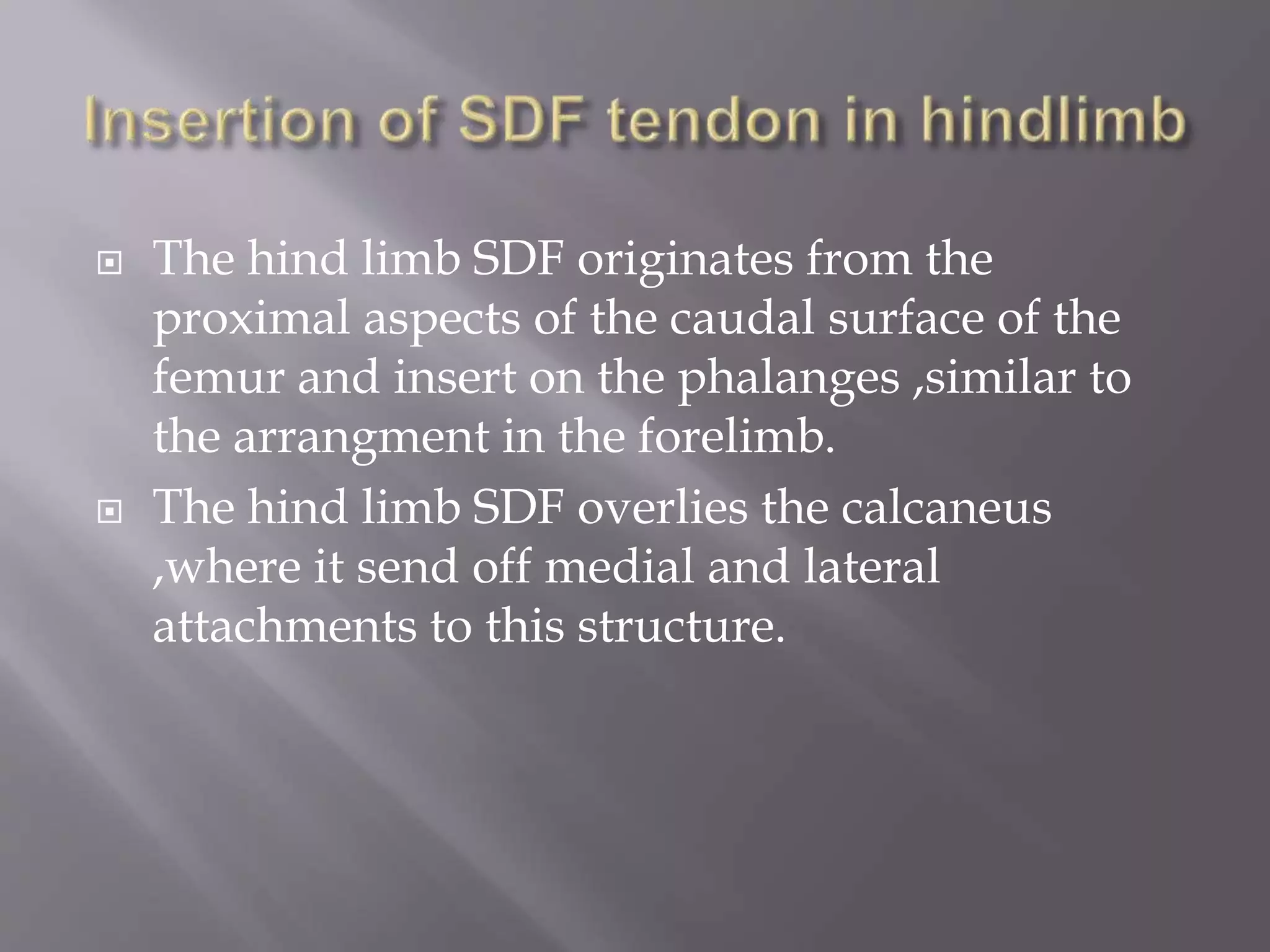 Superficial digital tendon in equines | PPTX