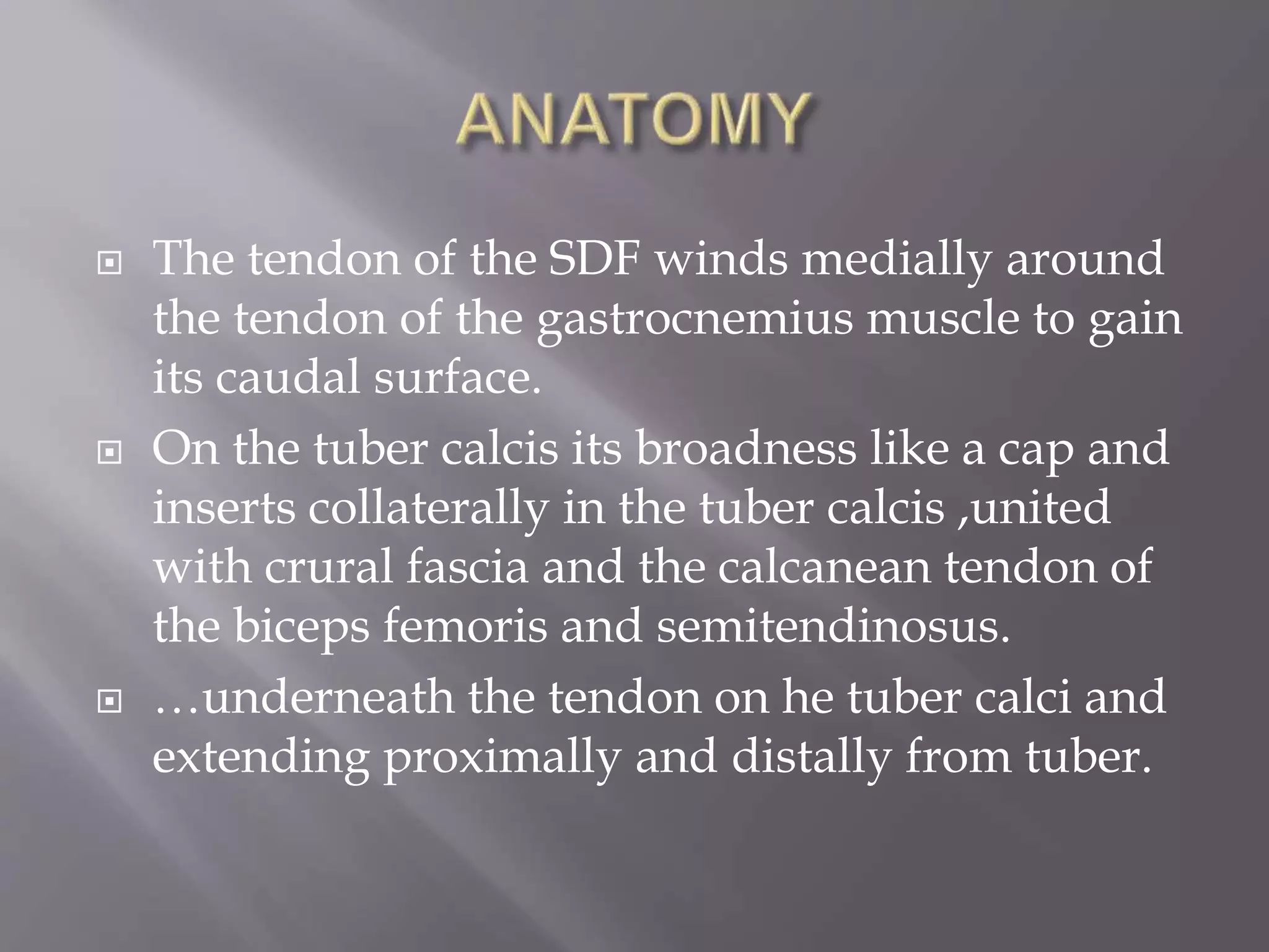 Superficial digital tendon in equines | PPTX