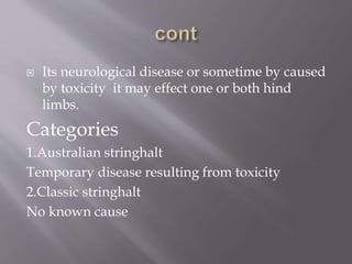 Superficial digital tendon in equines | PPT