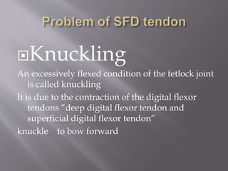 Superficial digital tendon in equines | PPTX