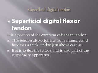 Superficial digital tendon in equines | PPT