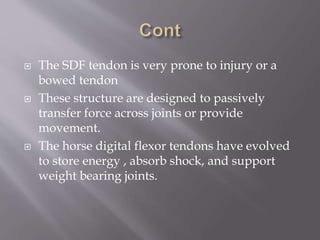 Superficial digital tendon in equines | PPT