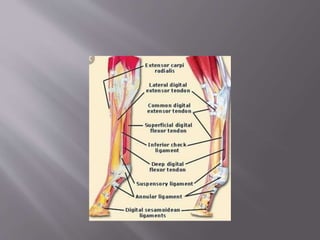 Superficial digital tendon in equines | PPT