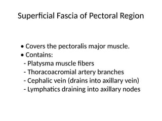 Superficial_Fascia_Pectoral_Region_with_Diagram.pptx