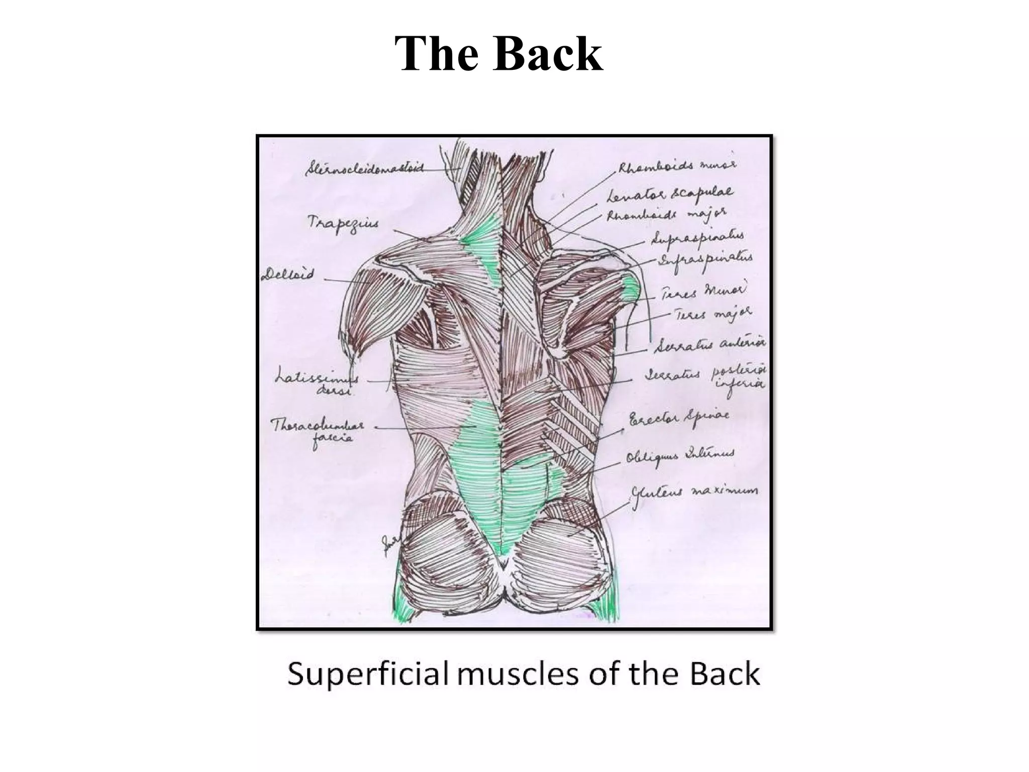 Superficial muscles of back | PPT