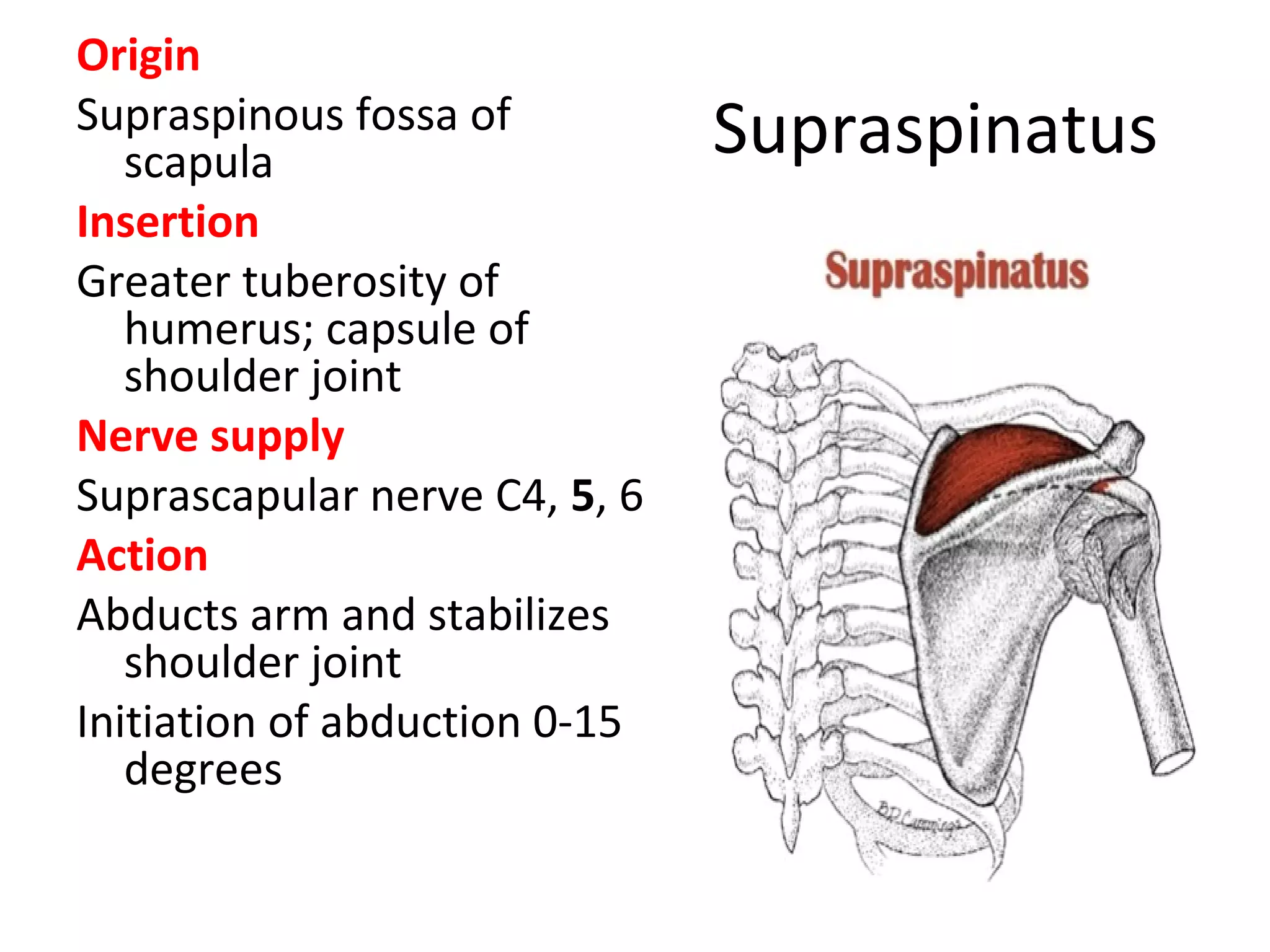 Superficial muscles of back | PPT