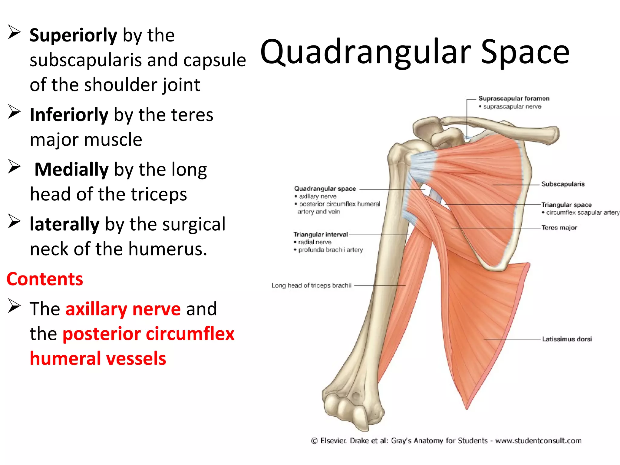 Superficial muscles of back | PPT