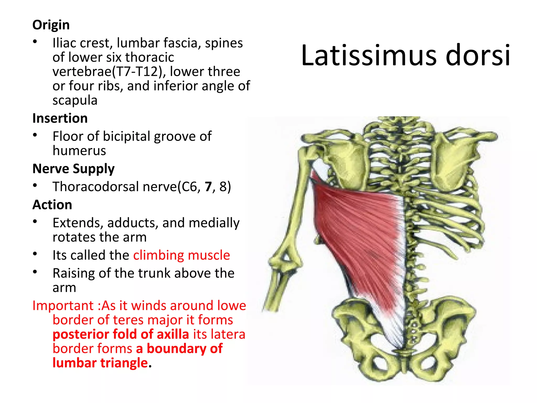 Superficial muscles of back | PPT