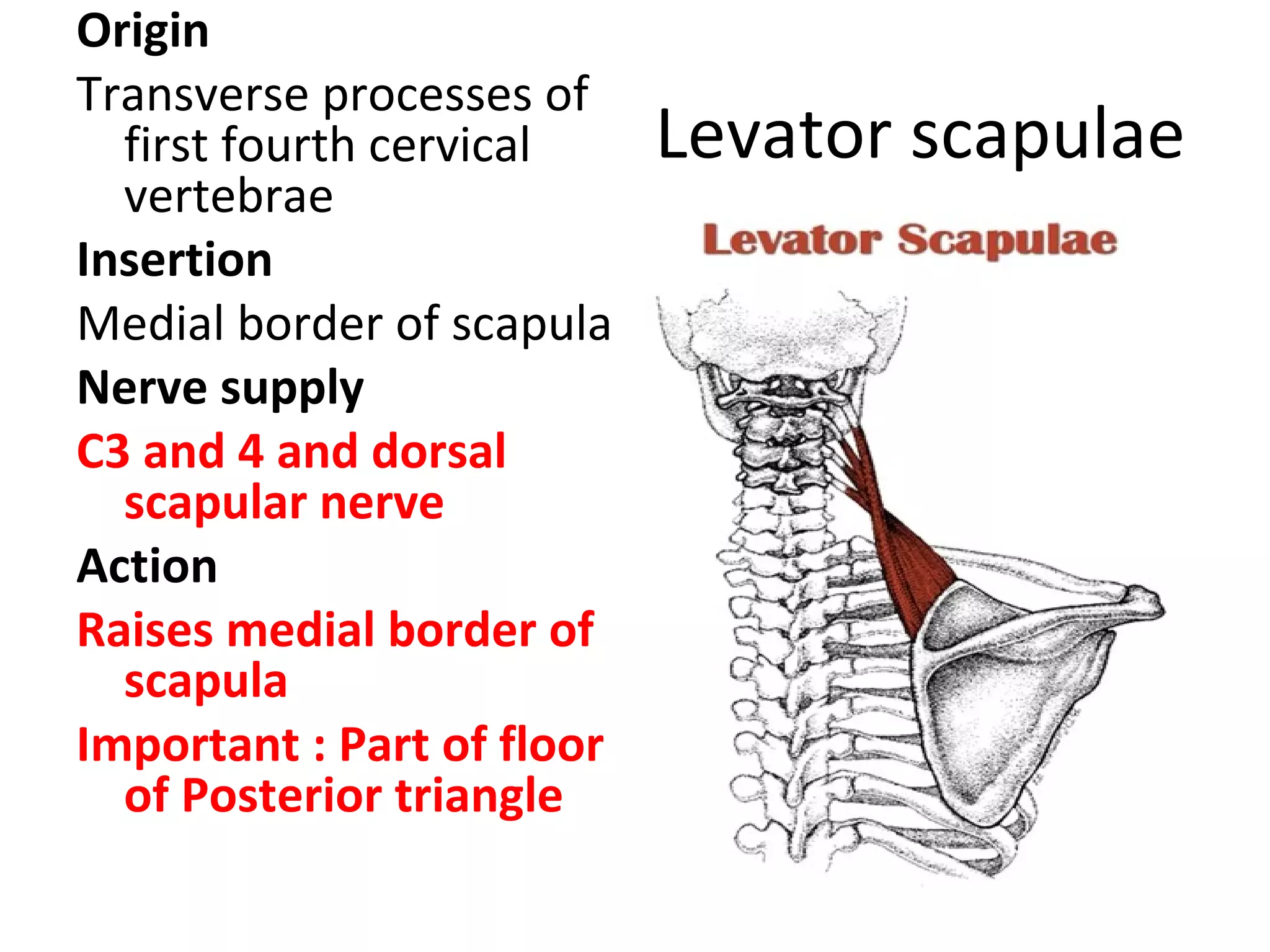 Superficial muscles of back | PPT