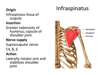 Superficial muscles of back | PPT