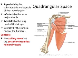 Superficial muscles of back | PPT | Death, Injury, or Military Conflict ...