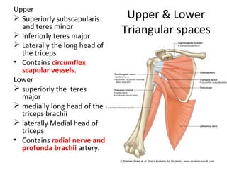 Superficial muscles of back | PPT | Death, Injury, or Military Conflict ...