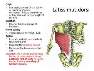 Latissimus Dorsi Origin And Insertion