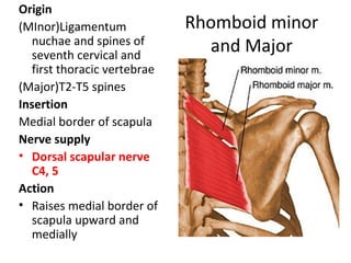 Rhomboid Minor Origin And Insertion