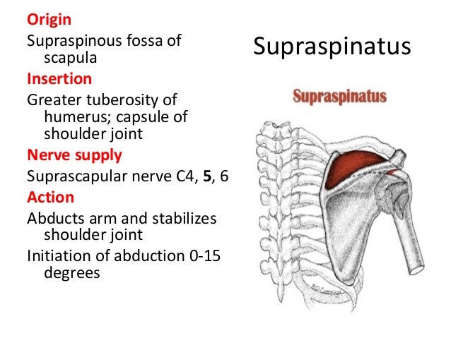 Supraspinatus Concentric Action