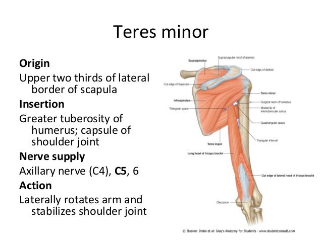 Superficial muscles of back