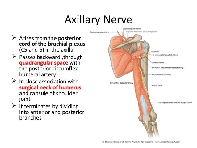 Superficial muscles of back