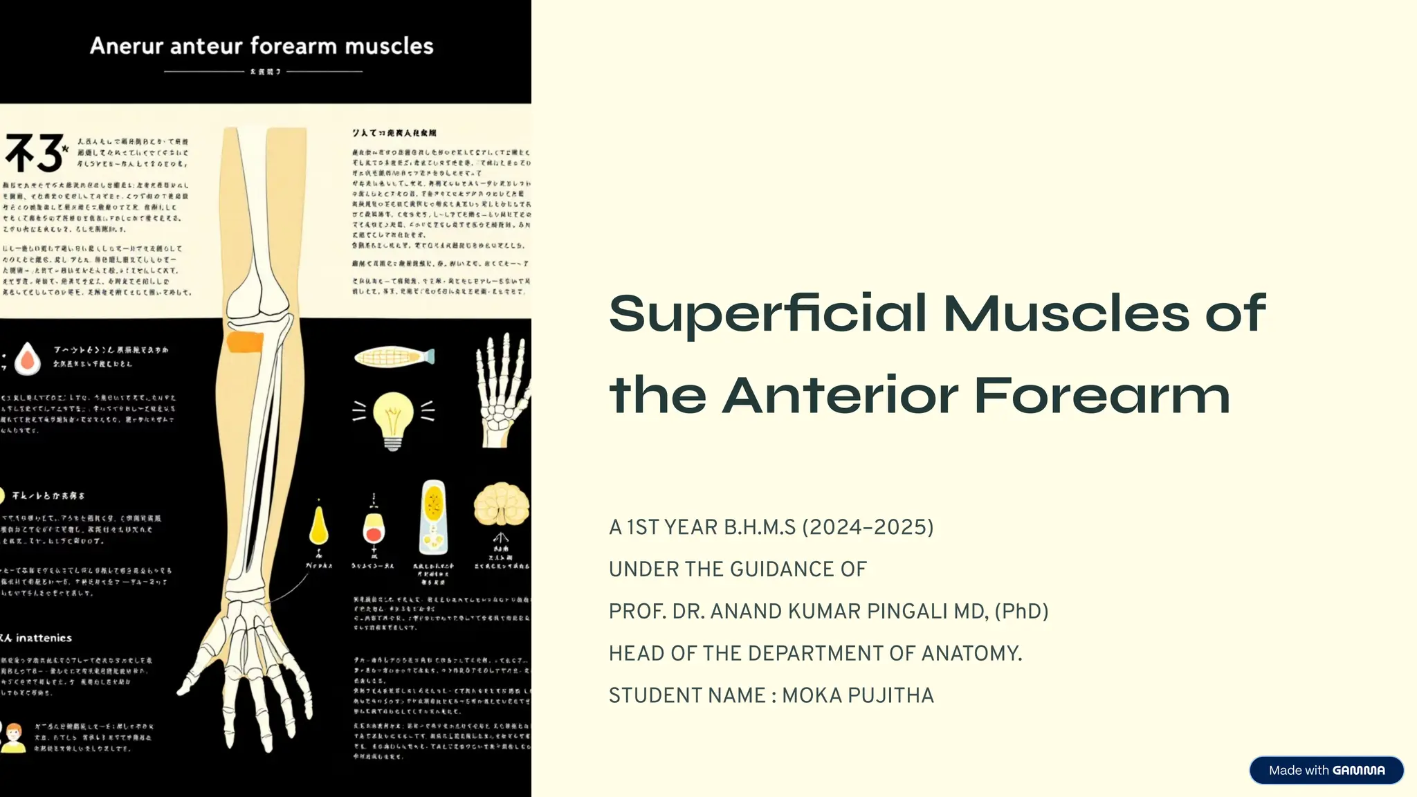 Superficial Muscles of the Anterior Forearm.pdf by Moka Pujitha | PDF