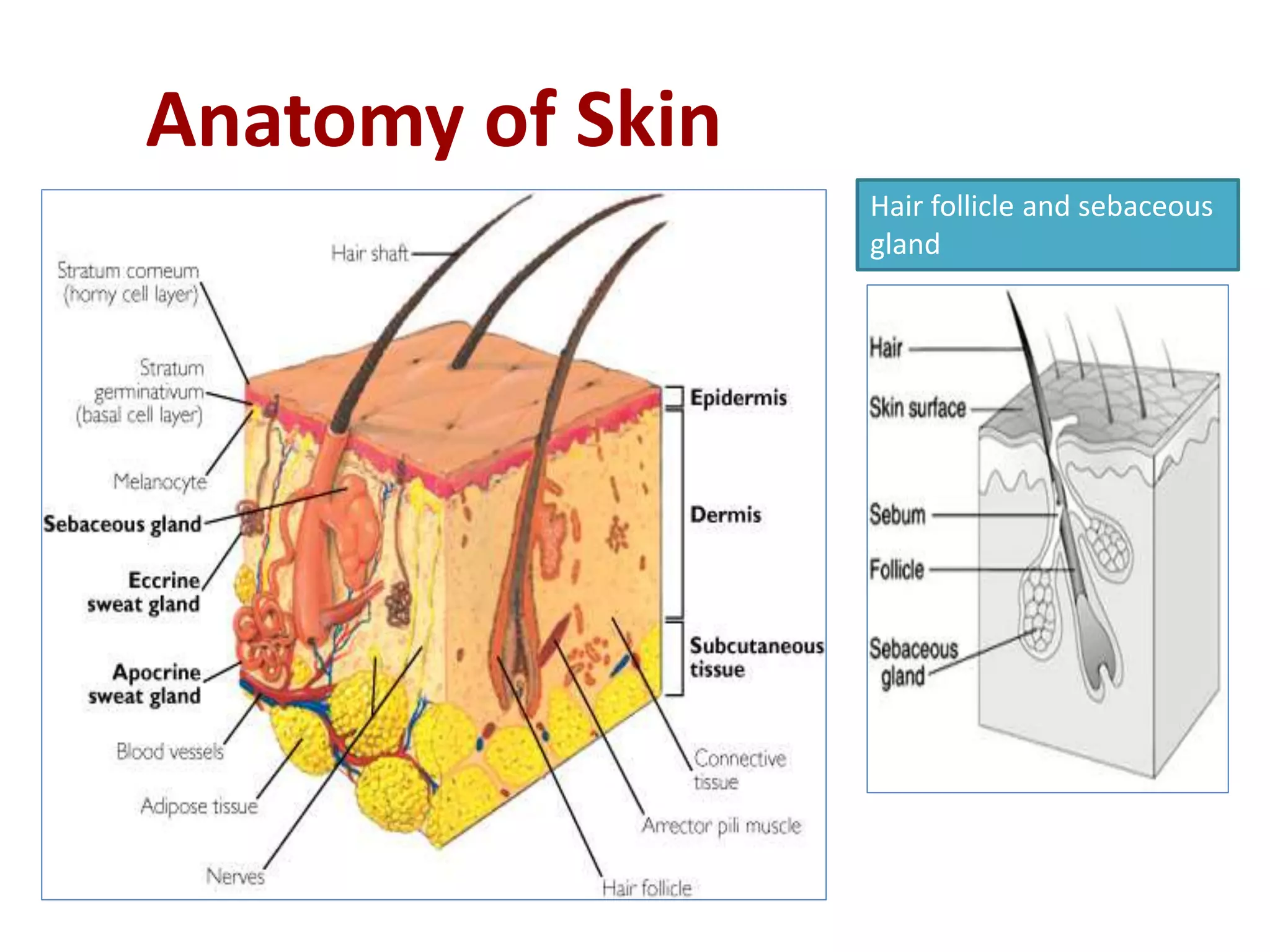 Superficial mycoses | PPTX