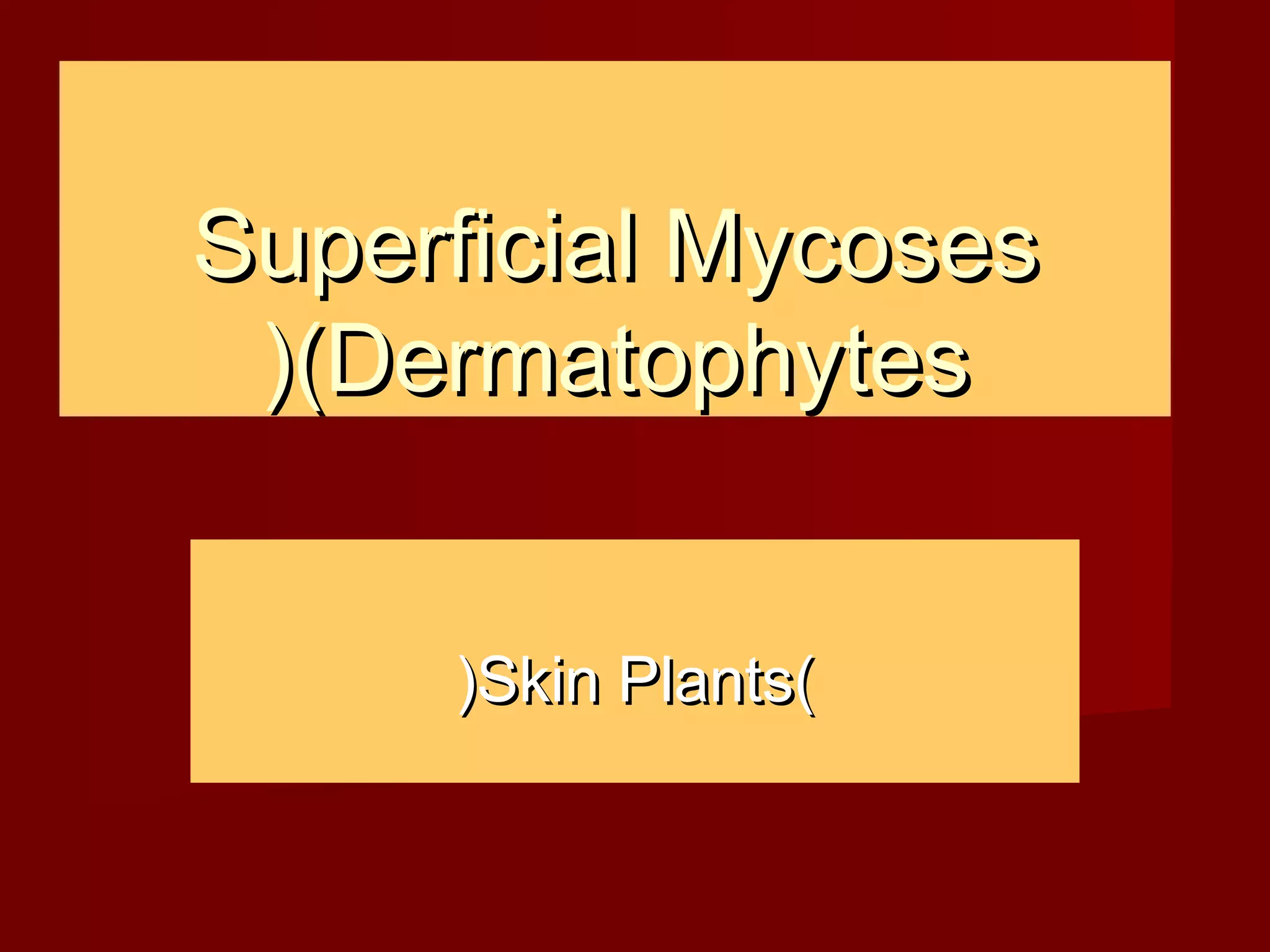Superficial mycoses | PPT