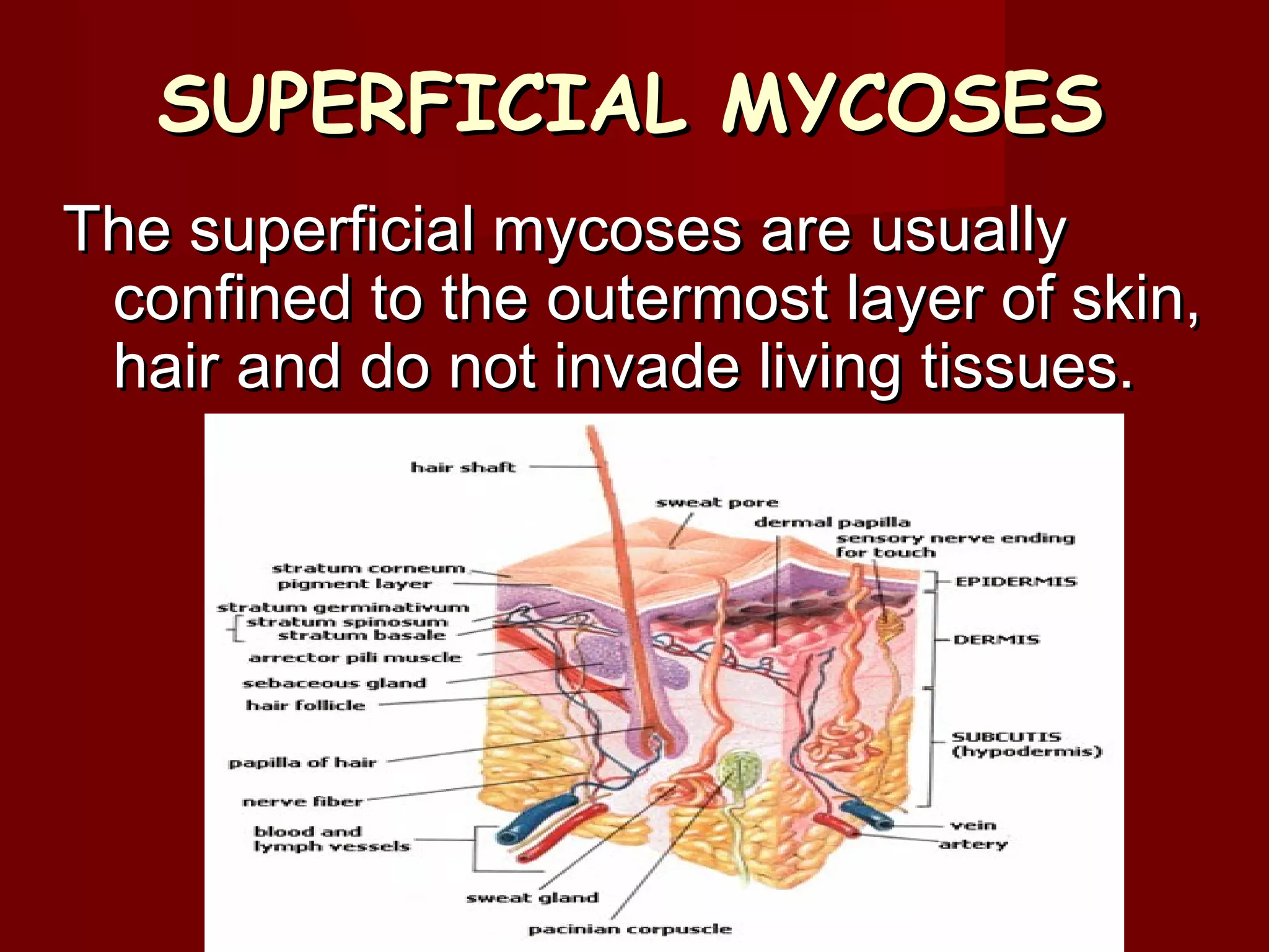Superficial mycoses | PPT