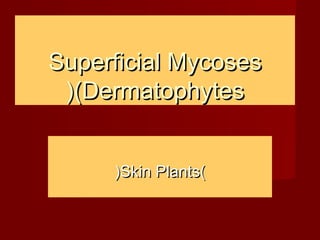 Superficial mycoses | PPT