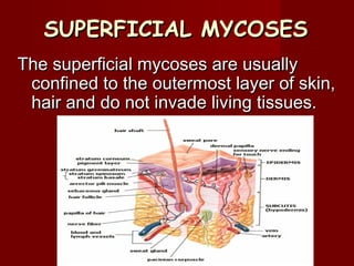 Superficial mycoses | PPT
