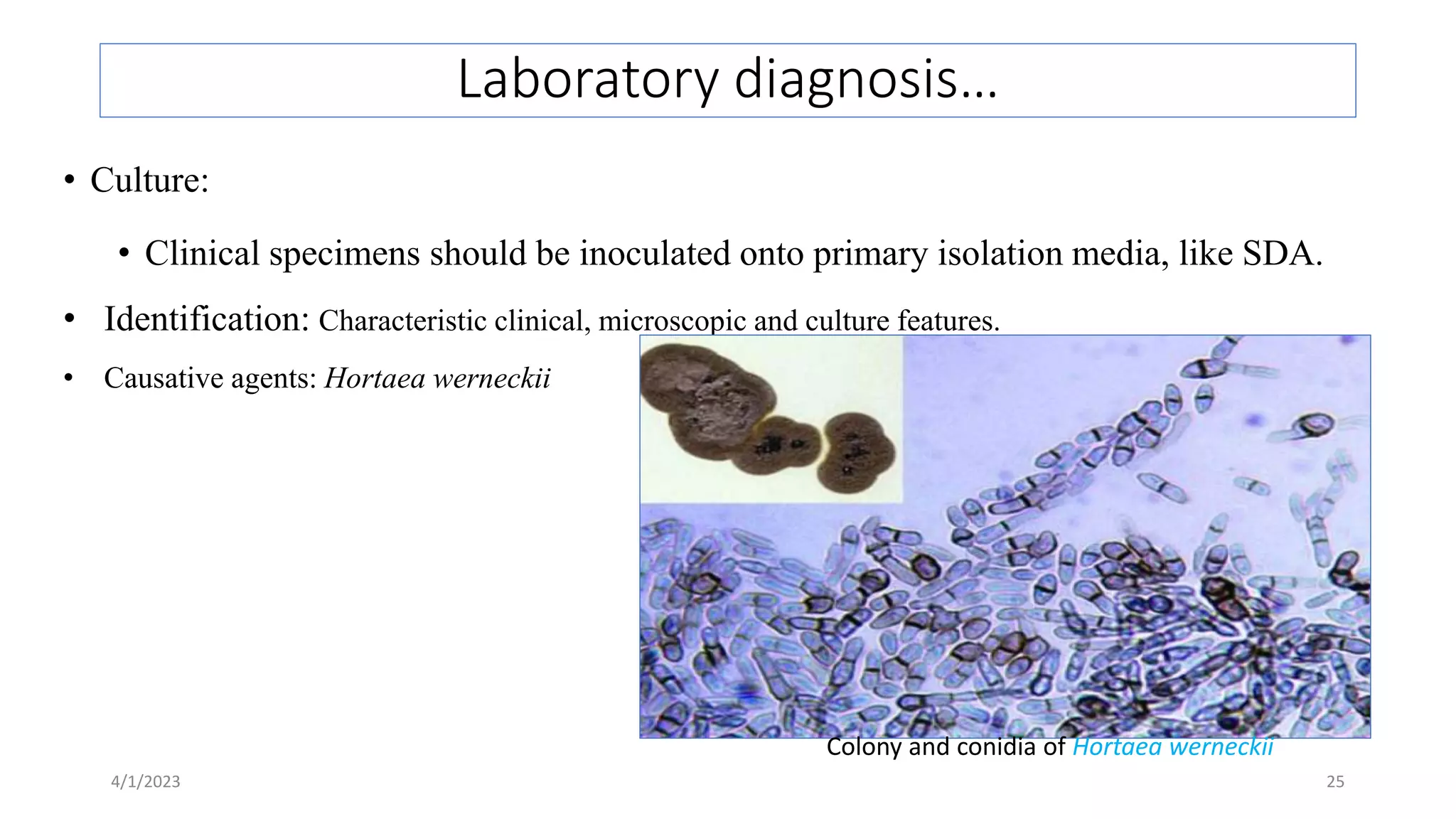 Superficial Mycoses.pptx