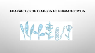 An overview of Superficial Mycoses.pptx