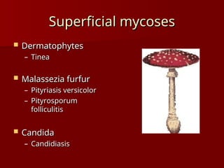 Superficial mycoses common in medical dermatology | PPT