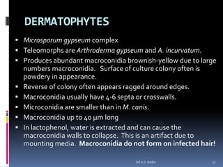 Superficial mycoses mbbs v | PPTX