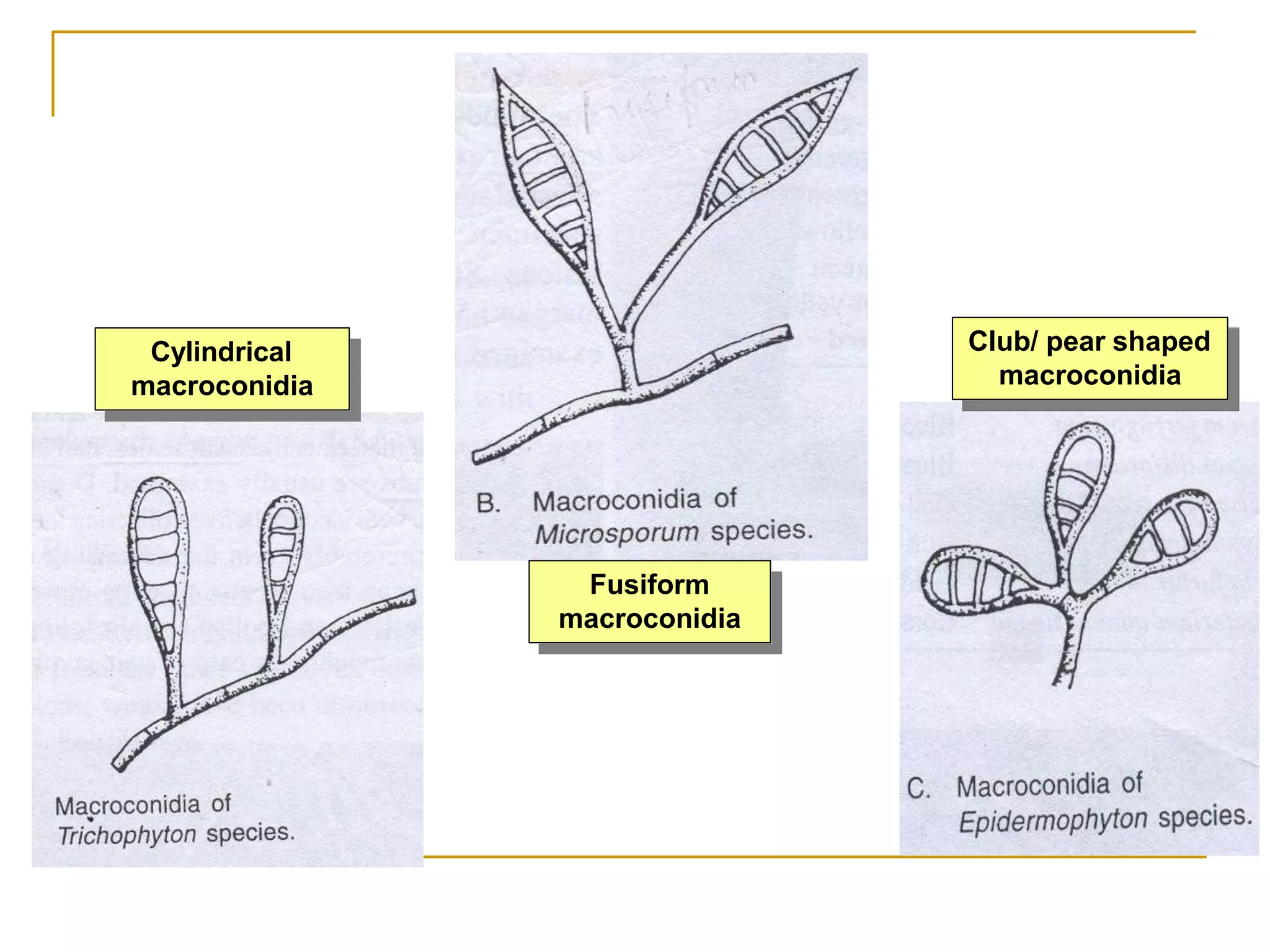 Superficial mycosis | PPTX | Skin and Dermatology | Diseases and Conditions