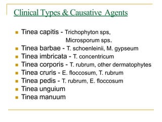 Superficial mycosis | PPTX
