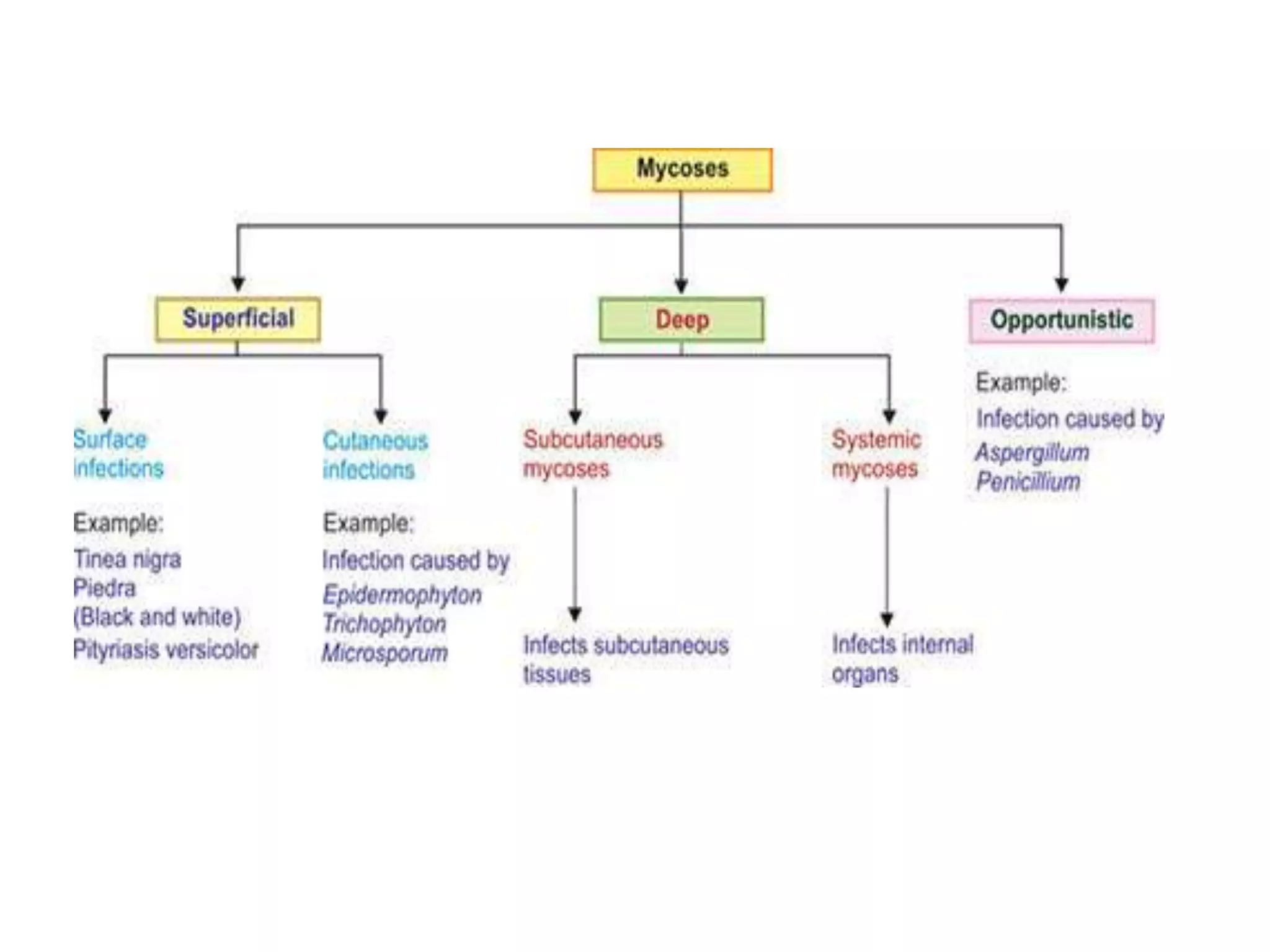 Superficial Mycosis.pptx
