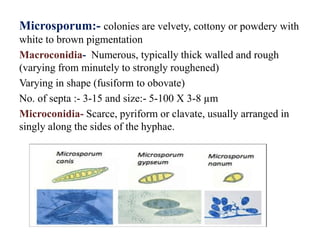 Superficial Mycosis.pptx
